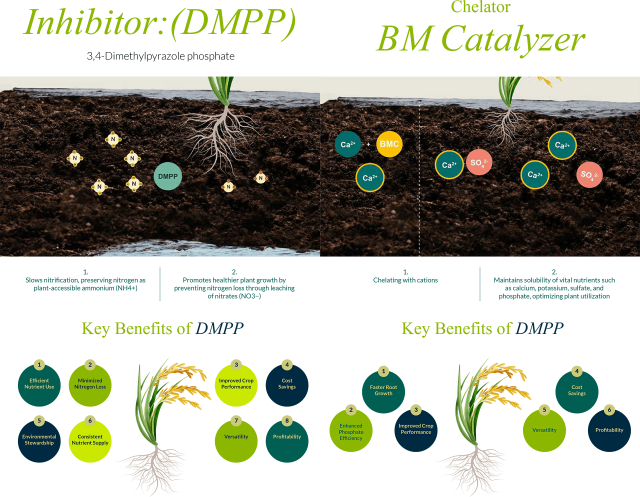 Infographic – becat.org